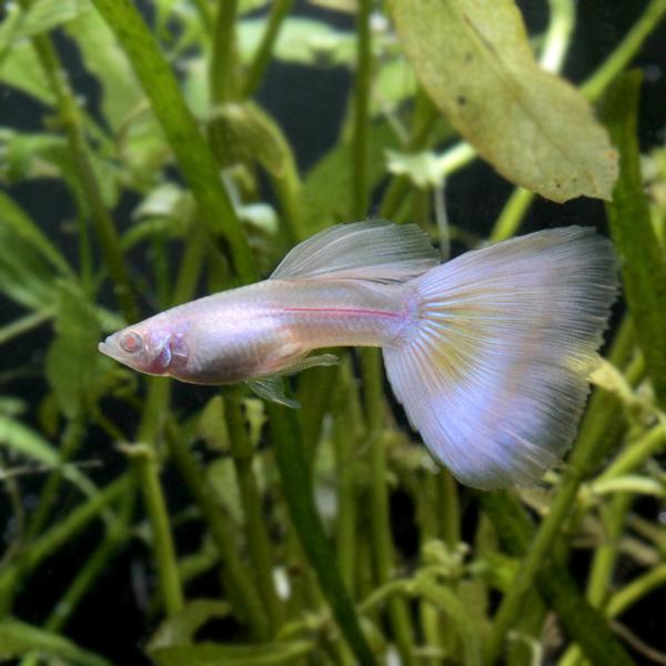 PF_SPQ　リアルレッドアイアルビノ　熱帯魚・エビ他　グッピー　系統で選ぶ　ＲＲＥＡ系　ＲＲＥＡ・モスコーピンク・グッピー　国産ブリード　１ペア　kokusan_guppy　20201119　ＤＮ　y20m11　kaijyo　restock