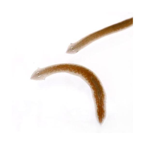 _aqua　熱帯魚・エビ他　貝　種類で選ぶ　再生　Ｔｒｉｄａｄｉｄａ　Ｄａｇｅｓｉａ　ｊａｐｏｎｉｃａ　ナミウズムシ　扁形動物　実験　自由研究　プラナリア　Girardia　dorotocephala　ｔｉｇｒｉｎａ　渦虫　アメリカツノウズ...