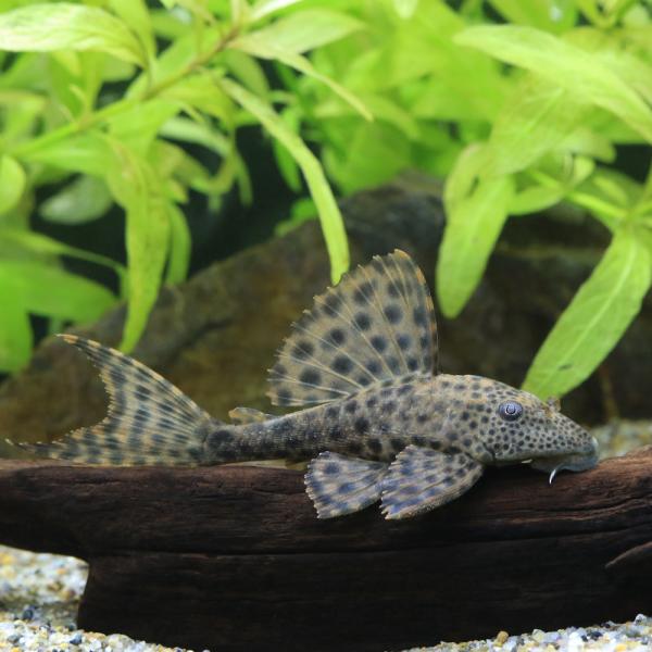 PF_SPQ　熱帯魚・エビ他　プレコ　種類で選ぶ　セルフィン系　ヒポストムスｓｐ．コロンビア　トリニダードプレコ　トリニダート　ＬＤＡ０３８　ＬＤＡ０４２　１匹　Ｃｏｃｈｌｉｏｄｏｎ　Ｈｙｐｏｓｔｏｍｕｓ　ｓｐ．　Ｈｙｐｏｓｔｏｍｕｓ　ｃｆ...