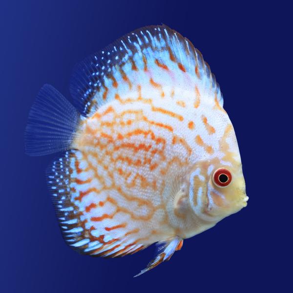 PF_SPQ　_aqua　熱帯魚・エビ他　エンゼル・ディスカス　ディスカス　改良品種系　Ｓサイズ　１匹　シムフィソドン　ホワイトバタフライ　インドネシアブリード　sｙｍｐｈｙsｏｄｏｎ　ａｅｑｕｉｆａsｃｉａｔａ　ビギナーにオススメ　tan...
