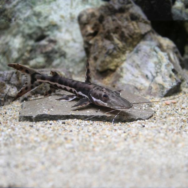 PF_SPQ　_aqua　熱帯魚・エビ他　ナマズの仲間　タイガーシャベルノーズ・キャット　タイガーシャベル　１匹　その他の熱帯魚　Ｐｓｅｕｄｏｐｌａｔｙｓｔｏｍａ　ｆａｓｃｉａｔｕｍ　20210426　ＤＮ　y21m04　kaijyo　po...