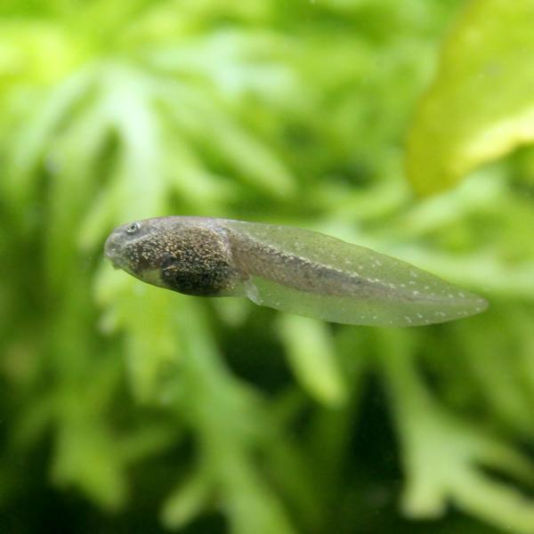 Bombina　カエル　両生　両爬生体　亀・爬虫類カエル　オタマジャクシ　amp_Frog　amp_Land_Frog　terra_seitai　kokuubinn_ng　ニホンアカガエル　日本赤蛙　Ｒａｎａ　ｊａｐｏｎｉｃａ　202104...