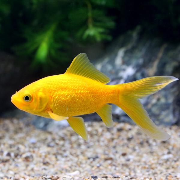 熱帯魚・エビ他　金魚　イエローコメット　コメット　金鱗　20130428　ＫＡＺ　fish_database　　キラキラ　木村　TK　20210708　kaijyo　top_tantou_kingyo　y24m09