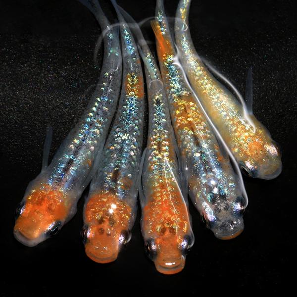 _aqua　nittan_medaka_youkihi　Ｏｒｙｚｉａｓ　ｌａｔｉｐｅｓ　ｖａｒ．　熱帯魚　エビ他　日本産メダカ　透明鱗メダカ　スケルトンメダカ　改良品種　三色メダカ　さんしょくラメめだか　ラメ幹之メダカ　fish_datab...
