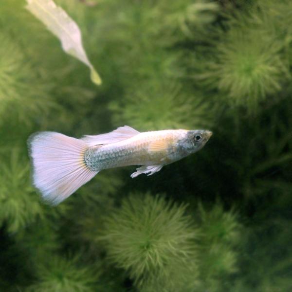 PF_SPQ　熱帯魚・エビ他　グッピー　ＲＲＥＡ系　スーパーフルプラチナ・グッピー　国産ブリード　１ペア　cool　kokusan_guppy　coolfish_nettai　熱帯魚生体　20200810　DN　kaijyo　restock