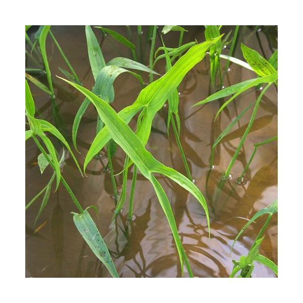 _aqua　_gardening　ビオトープ　水辺植物　水生植物　オモダカ　Ａｌｉｓｍａｔａｃｅａｅ　ガーデニング　その他水辺植物　all_plants　20110601　水辺0601　bio_130715　植物　植物生体　ガーデニング生体...