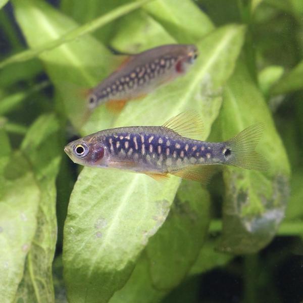 PF_SPQ　_aqua　熱帯魚・エビ他　コイ　ラスボラ等　ミクロラスボラ系　ミクロラスボラｓｐ．　ＨＡＮＡＢＩ　ハナビ　１匹　小型種　ラスボラギャラクシー　ファイアーワークスラスボラ　ミクロラスボラ花火　ダニオ・マルガリタートゥス　Ｃｅｌ...