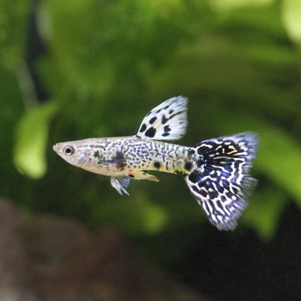 PF_SPQ　_aqua　熱帯魚・エビ他　グッピー　ノーマル系　イエロータイガーキングコブラ・グッピー　国産ブリード　１ペア　ビギナーにオススメ　20211121　DN　y21m11　kaijyo　イエローマーブルタイガーコブラ・グッピー