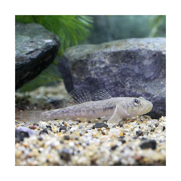 _aqua　生体　熱帯魚・エビ他　日本産淡水魚　日淡　川魚　ハゼの仲間　Gymnogobius　laevis　20230923　RT　kaijyo　restock　weeklykingyo　irupaqtok　seitaiirupaqtok