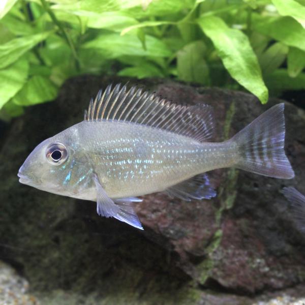 PF_SPQ　sfset　_aqua　fish_database　熱帯魚・エビ他　シクリッド　種類で選ぶ　アメリカンシクリッド　Geophagus　sveni　ゲオファーガススベニ　ジョーファーガススベニ　ゲオフォーグススベニ　パラナ　アラ...