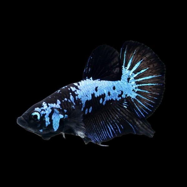 PF_SPQ　_aqua　sfset　熱帯魚・エビ他　ベタ・グラミー・アナバス　改良ベタ　ベタ・プラガット　１匹　Ｂｅｔｔａ　ｓｐｌｅｎｄｅｎｓ　ｖａｒ．　ベタ・グラミー　selectショーベタ　select-betta　cichlid_b...