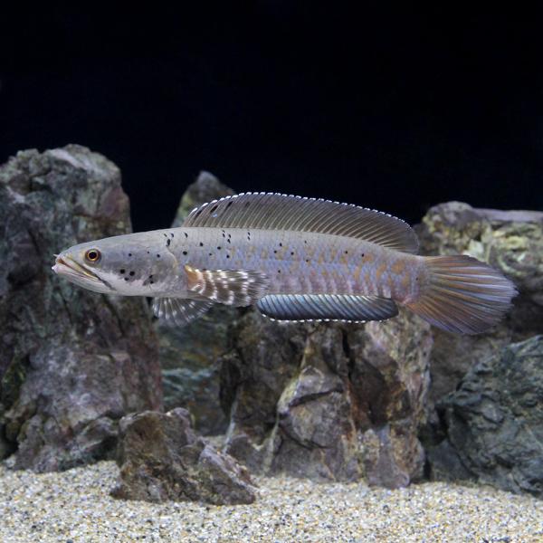 PF_SPQ　_aqua　sfset　fish_database　熱帯魚・エビ他　ベタ・グラミー・アナバス　チャンナオルナティピンニス　1匹　ベタ・グラミー　スネークヘッド・他　ブルームーンブラックスタースネークヘッド　バーミーズタイガース...