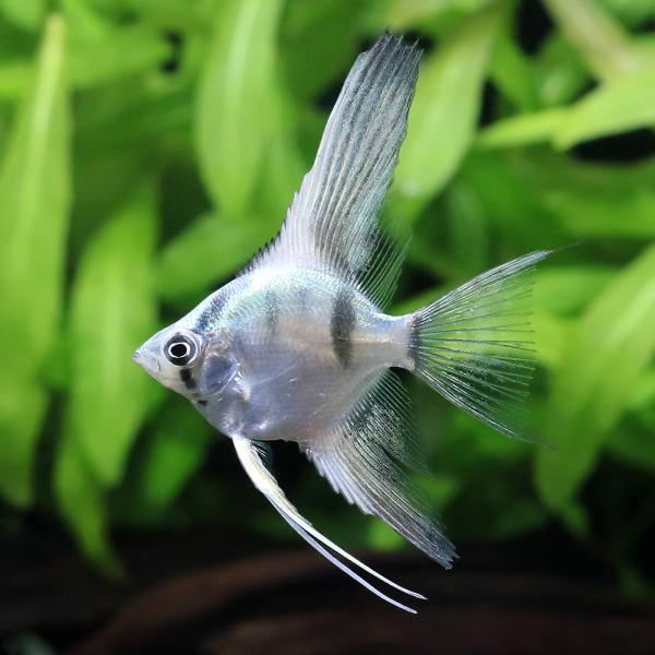 PF_SPQ　熱帯魚・エビ他　エンゼル・ディスカス　エンゼルフィッシュ　エンゼル・フィッシュ　アバターブルーベールテールエンゼルフィッシュ　国産ブリード　１匹　ビギナーにオススメ　ブルー　20260129　ＹＹ　y26m01