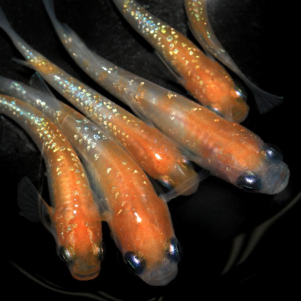 _aqua　nittan_medaka_youkihi　Ｏｒｙｚｉａｓ　ｌａｔｉｐｅｓ　ｖａｒ．　ビオトープにおすすめの生体　熱帯魚　エビ他　日本産メダカ　透明鱗メダカ　スケルトンメダカ　改良品種　赤白　あかしろ　紅白　こうはく　更紗　さら...
