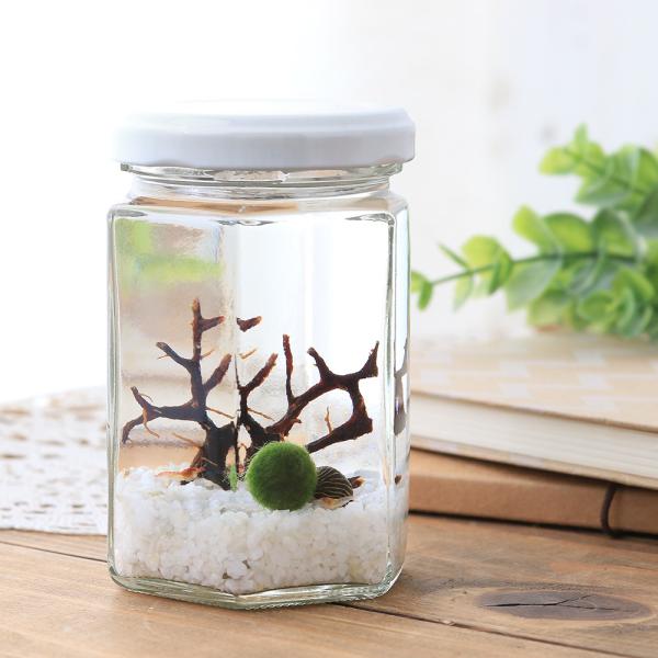 interioraquaholho　bnr_miniaqua_catebottom　熱帯魚・エビ他　ヌマエビ系　ホロホロボトル　ボトルアクアリウム　水槽　セット商品　水草　魚付きセット　ビーシュリンプ・エビ　インテリア水槽　オパエウラ　ピク...