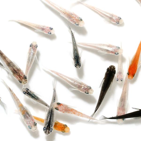 _aqua　aqua　Ｏｒｙｚｉａｓ　ｌａｔｉｐｅｓ　ｖａｒ．　ビオトープにおすすめの生体　biotope　熱帯魚　エビ他　日本産メダカ　メダカ　ラメ　紅雅　レインボー　レインボーラメメダカ　20221217　ST　ｙ22ｍ12　kaijy...