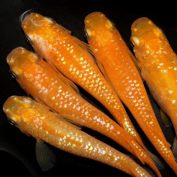 _aqua　Ｏｒｙｚｉａｓ　ｌａｔｉｐｅｓ　ｖａｒ．　ビオトープにおすすめの生体　biotope　熱帯魚　エビ他　日本産メダカ　楊貴妃メダカ　nittan_medaka_youkihi　紅帝めだか　こうていめだか　改良メダカ　メダカ楊貴妃　...