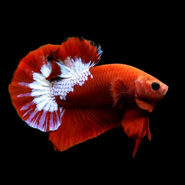 _aqua　sfset　熱帯魚・エビ他　ベタ・グラミー・アナバス　改良ベタ　ベタ・プラガット　１匹　Ｂｅｔｔａ　ｓｐｌｅｎｄｅｎｓ　ｖａｒ．　ベタ・グラミー　selectショーベタ　select-betta　cichlid_beta　beg...