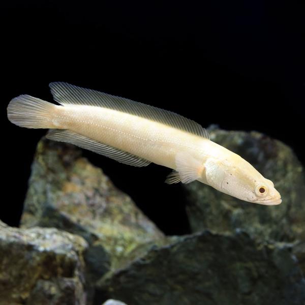 PF_SPQ　スネークヘッド・他　fish_database　seitaieventaz202506　kaijyo　アルビノカムルチー　ライギョ　雷魚