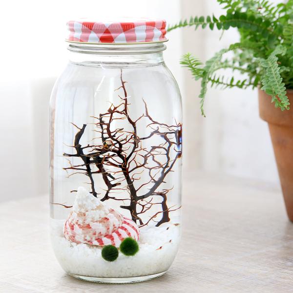 interioraquaholho　熱帯魚・エビ他　ヌマエビ系　ホロホロボトル　ボトルアクアリウム　水槽　セット商品　水草　魚付きセット　ビーシュリンプ・エビ　インテリア水槽　オパエウラ　ピクシーシュリンプ　スカーレットシュリンプ　ハワイア...