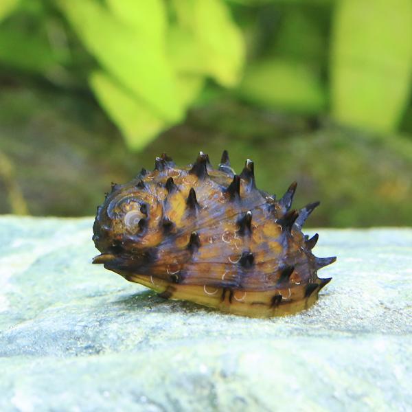 熱帯魚・エビ他　貝　種類で選ぶ　石巻・サザエ・フネアマ　５匹　食べさせる　クッパスネール　ハリネズミ貝　Ｎｅｒｉｔｉｎａ　ｊｕｔｔｉｎｇａｅ　Ｆｒｕｉｔ　Ｎｅｒｉｔｅ　Sｎａｉｌ　Ｋｉｎｇ　Ｋｏｏｐａ　20230326　RN　ngwordC...