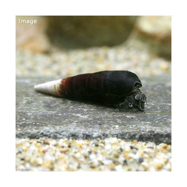 熱帯魚・エビ他　貝タニシ・カワニナ　ブラックデビルスパイク・スネール　３匹　Ｆａｕｎｕｓ　ａｔｅｒ　ソデカワニナ　デビルスネール　カプチーノスネール　ファウヌスアタースネール　20230311　RN　ngwordCHK_OK