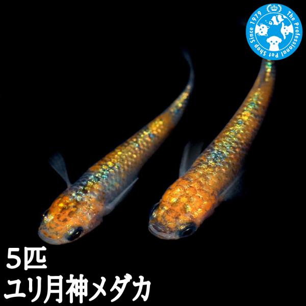 _aqua　nittan_medaka_youkihi　Ｏｒｙｚｉａｓ　ｌａｔｉｐｅｓ　ｖａｒ．　熱帯魚　エビ他　日本産メダカ　透明鱗メダカ　スケルトンメダカ　改良品種　三色メダカ　三色ラメ　月弓　天帝　さんしょくラメめだか　ラメ幹之メダカ...