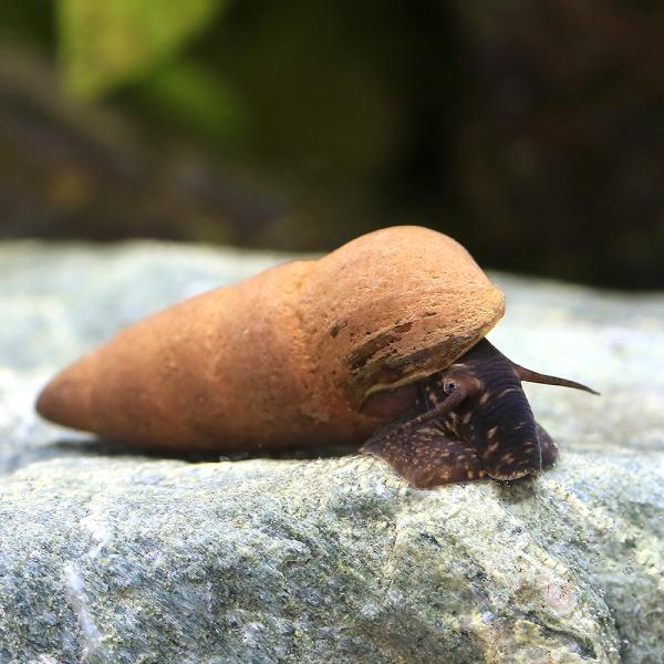 _aqua　熱帯魚・エビ他　貝　種類で選ぶ　タニシ・カワニナ　イエロースネール　１匹　スラウェシシュリンプ　Ｔｙｌｏｍｅｌａｎｉａ　ｓｐ．　ｃｈｏｃｏｌａｔｅ　ｐｏｓｏ　ｒａｂｂｉｔ　ｓｎａｉｌ　ｐｅｒｆｅｃｔａ　20230417　RN　y...