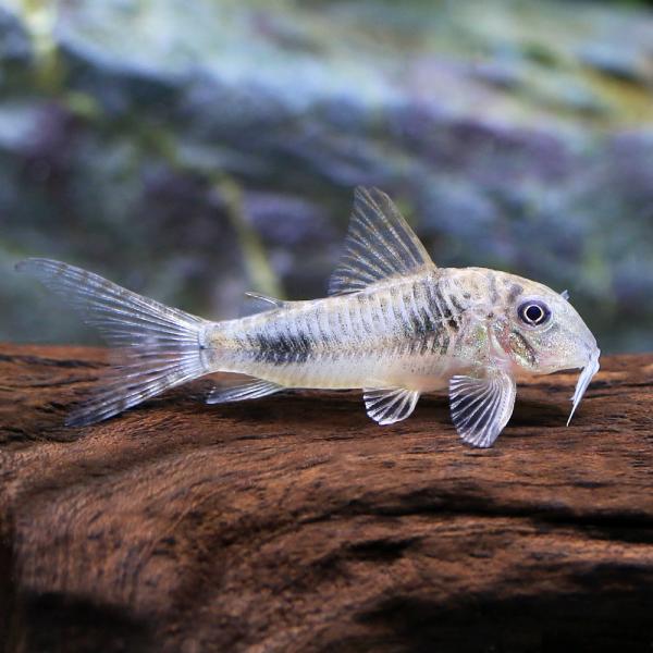 PF_SPQ　熱帯魚・エビ他　コリドラス　ロングノーズ　コリドラス・エリザエ　エリサエ　１匹　Ｃｏｒｙｄｏｒａｓ　ｅｌｌｉｓａｅ　categoryfishcory0824　P0h9n_4koC9N　wes0520_pd10　MS0105　t...