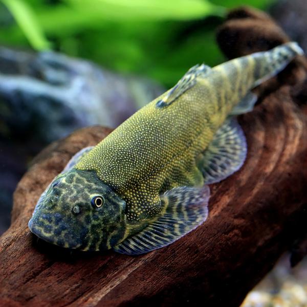 PF_SPQ　熱帯魚・エビ他　ローチの仲間　タニノボリ・吸い付き系　エメラルドグリーンヒルストリームローチ　ミドリヒルストリームローチ　1匹　コイ　ラスボラ等　ローチ・ボーシャ　corydoras_roach　20230618　KN　y23...