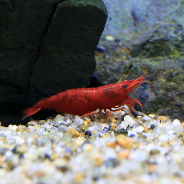 PF_SPQ　熱帯魚・エビ他　チェリーシュリンプ系　その他エビ　ヌマエビ系　レッドファイアーシュリンプ　３匹　ペインテッドレッドファイアー　ペインティドファイヤー　ペインティングファイアーレッド　ビーシュリンプ・エビ　Ｎｅｏｃａｒｉｄｉｎａ...