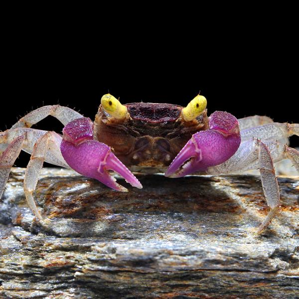 _aqua　_insect　熱帯魚・エビ他　ザリガニ・その他生体　グレイバンパイア・クラブ　ドワーフクラブ　３匹　Orchid　Vampire　Crab　Geosesarma　ｓｐ．　Ｏｒｃｈｉｄ　　White　Leg　Gray　20230...