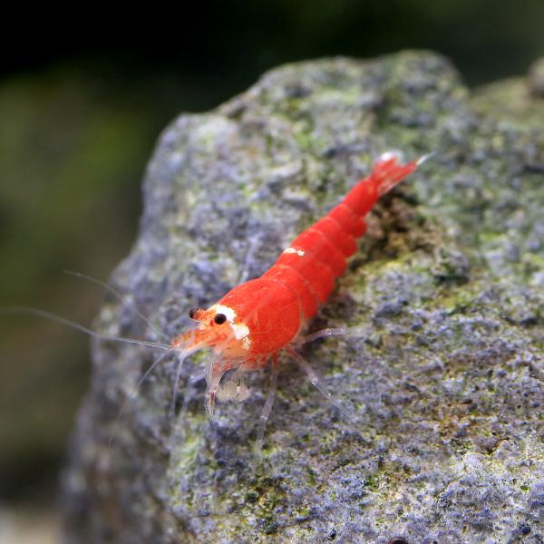 熱帯魚・エビ他　ビーシュリンプ・エビ　赤白系　レッドビーシュリンプ　赤白バンド　サンタビー・シュリンプ　３匹　Ｎｅｏｃａｒｉｄｉｎａ　ｓｐ．　20230819　RN　y23m08　kaijyo　aquafes01trfish　seitaie...