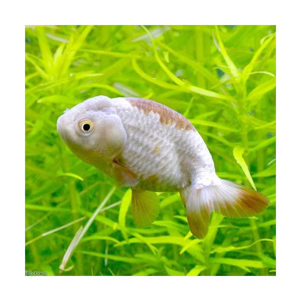 _aqua　sfset　熱帯魚・エビ他　金魚　ランチュウ（生体）　変わりもの金魚　メノウ　瑪瑙　メノウランチュウ　特選金魚　fish_database　ランチュウ型　catalog_ランチュウ　めのうらんちゅう　外国産　瑪瑙らんちゅう　メノ...