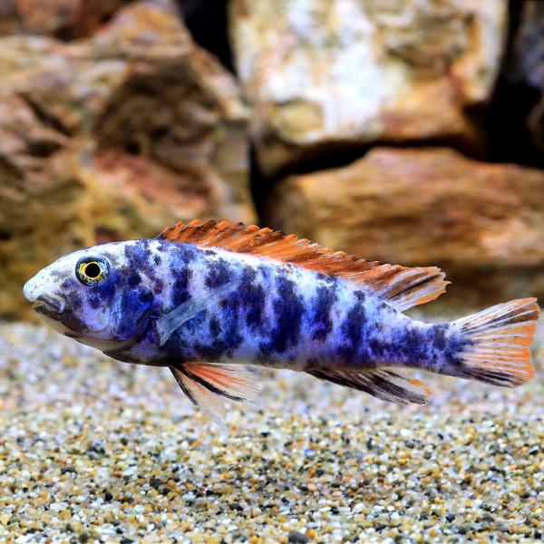 PF_SPQ　sfset　_aqua　熱帯魚・エビ他　シクリッド　種類で選ぶ　アフリカンシクリッド　ラベオトロフェウス　トレワバサエ　Ｍａｒｍａｌａｄｅ　ｃａｔ　１匹　アフリカ産　20230503　DN　y23m05　pus2501leaf...