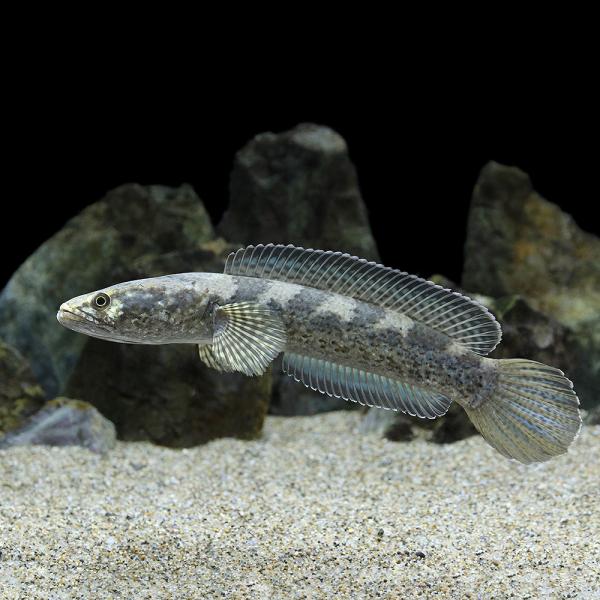 PF_SPQ　_aqua　熱帯魚・エビ他　fish_database　ベタ・グラミー・アナバス　スネークヘッド・他　チャンナ　トルサエンシス　チャンナｓｐ．コバルトブルー　１匹　ベタ・グラミー　Ｃｈａｎｎａ　torsaensis　chann...