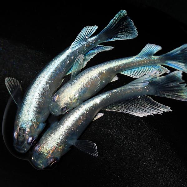 sfset　_aqua　Ｏｒｙｚｉａｓ　ｌａｔｉｐｅｓ　ｖａｒ．　ビオトープにおすすめの生体　熱帯魚　エビ他　日本産メダカ　改良品種　幹之メダカ　垂水ロングフィン　鱗光　モルフォ　グアニン　キッシング　キッシングワイドフィン　2023100...