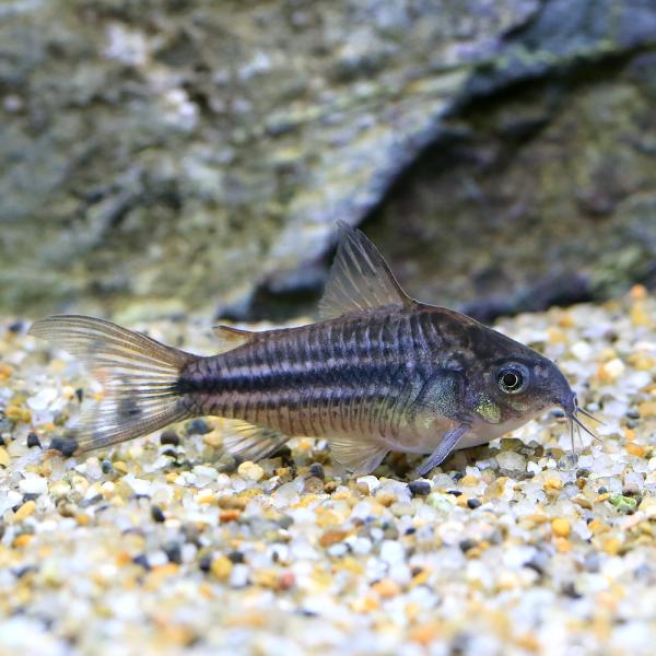 PF_SPQ　_aqua　熱帯魚・エビ他　コリドラス　エレガンスタイプ　コリドラス　ナポエンシス　ブリード　１匹　Ｇａｓｔｒｏｄｅｒｍｕｓ　Ｃｏｒｙｄｏｒａｓ　ｎａｐｏｅｎｓｉｓ　ｃｆ．　ｅｌｅｇａｎｓ　ｓｐ．　20231103　EM　DN...
