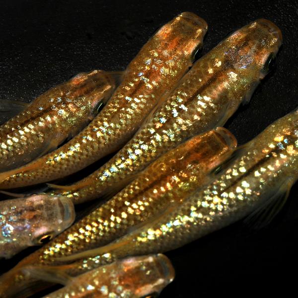 _aqua　Oryzias　latipes　var.　熱帯魚　エビ他　日本産メダカ　琥珀ラメメダカ　nittan_medaka_kohaku　fish_database　nittan_medaka_miyuki　コハクラメメダカ　kaijy...