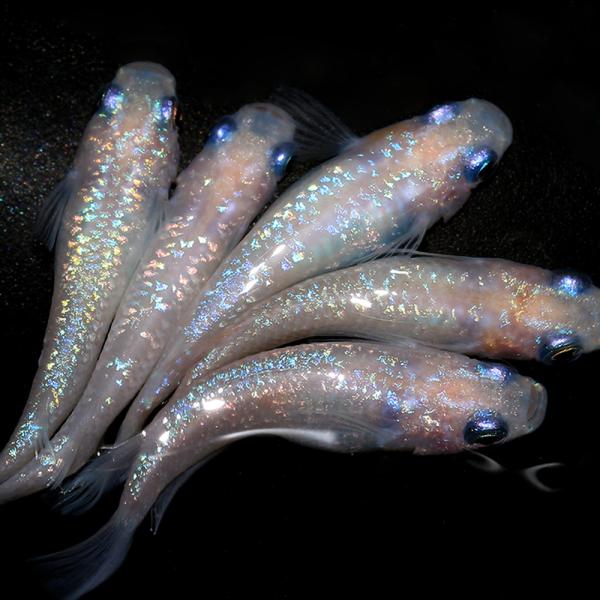 Ｏｒｙｚｉａｓ　ｌａｔｉｐｅｓ　ｖａｒ．　biotope　熱帯魚　エビ他　黒ラメ幹之メダカ　サファイア系　サファイアメダカ　背びれあり　20231027　KE　kaijyo　ピンク　ｙ23ｍ11　メダカ　メダカ生体　ピンクサファイアメダカ　...