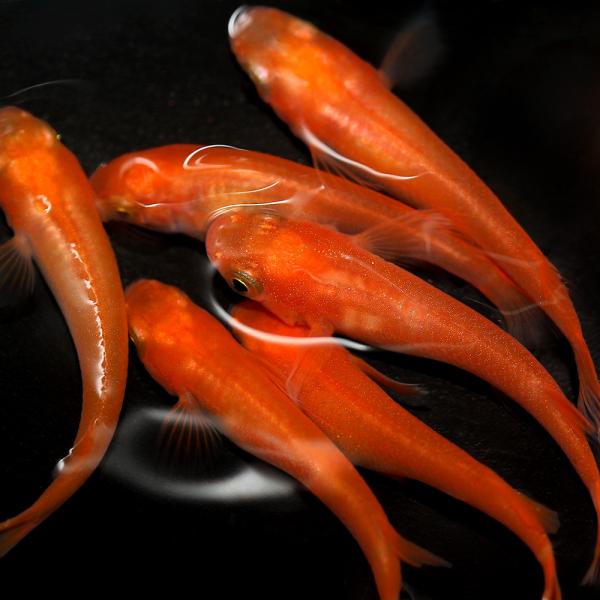 _aqua　fish_database　Ｏｒｙｚｉａｓ　ｌａｔｉｐｅｓ　ｖａｒ．　ビオトープにおすすめの生体　biotope　熱帯魚　エビ他　日本産メダカ　楊貴妃メダカ　nittan_medaka_youkihi　紅帝めだか　こうていめだか...