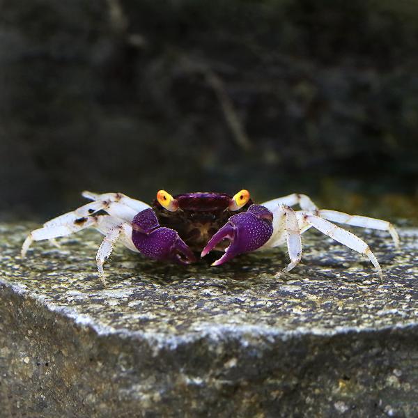 PF_SPQ　_aqua　_insect　熱帯魚・エビ他　ザリガニ・その他生体　グレイバンパイア・クラブ　ドワーフクラブ　１匹　Orchid　Vampire　Crab　Geosesarma　dennerle　var.　White　Leg　G...