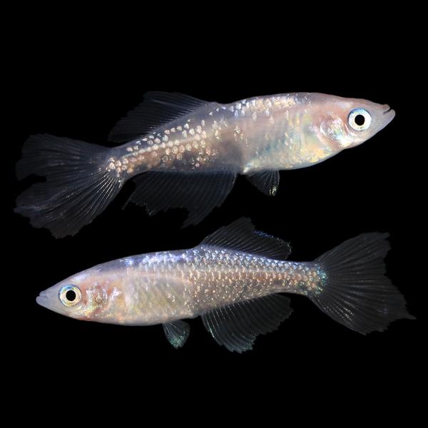 Ｏｒｙｚｉａｓ　ｌａｔｉｐｅｓ　ｖａｒ．　biotope　熱帯魚　エビ他　黒ラメ幹之メダカ　サファイア系　サファイアメダカ　背びれあり　20231027　KE　kaijyo　メダカ　メダカ生体　ロゼメダカ　pus2501leaf01