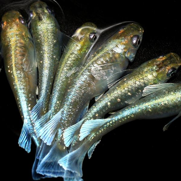 sfset　_aqua　Ｏｒｙｚｉａｓ　ｌａｔｉｐｅｓ　ｖａｒ．　ビオトープにおすすめの生体　熱帯魚　エビ他　日本産メダカ　改良品種　幹之メダカ　垂水ロングフィン　鱗光　モルフォ　グアニン　キッシング　キッシングワイドフィン　エメキン　エメ...