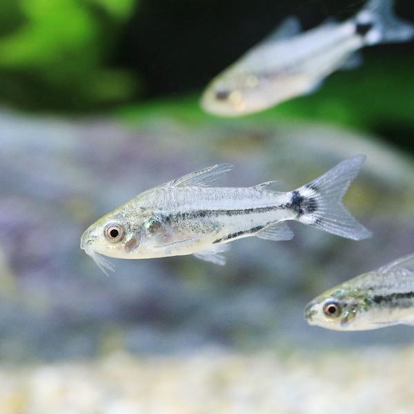 PF_SPQ　熱帯魚・エビ他　コリドラス　ミニコリ系　ちびコリ　群泳　コリドラスハステータス　ブラックライン　1匹　fish_database　小型水槽用小型ナマズ　Gastrodermus　Corydoras　hastatus　動画淡水生...