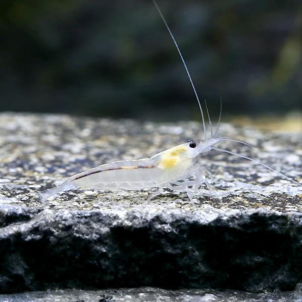 熱帯魚・エビ他　ヤマト・ミナミ　ヤマトヌマエビ　5匹　アマノシュリンプ　トロピカルシュリンプ　台湾ヤマトヌマエビ　タイワンヤマトヌマエビ　定番コケ対策　厳選水草用お勧め商品　【コケ対策】食べさせる　ヤマトヌマエビ　Caridina　mult...