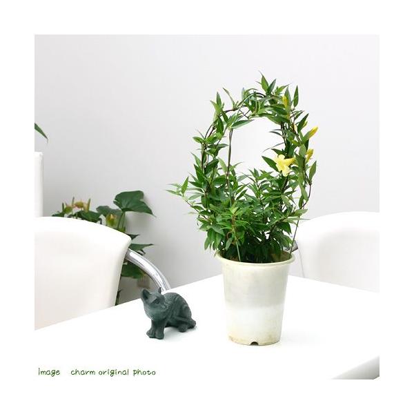 ガーデニング　ハーブ　野菜／果物・ハーブ　emporio　観葉植物　all_plants　20091002kusa　emporio600_999　育て方　育成方法　栽培方法　kaijyo