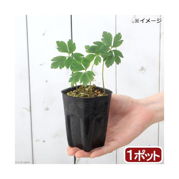 _gardening　ガーデニング　山野草　球根　八重咲き一輪草　ＮＫＢ　20150221　ＮＴ　gar_sanya1502　植物　植物生体　ガーデニング生体　育て方　育成方法　栽培方法　opa2_delete　