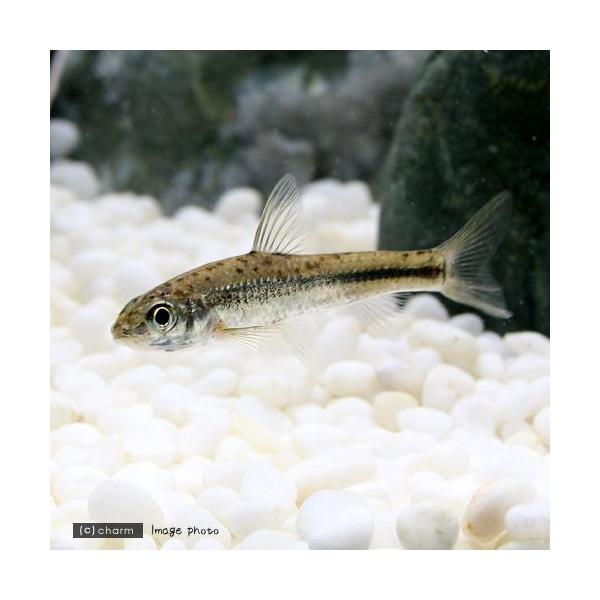 _aqua　熱帯魚・エビ他　日本産淡水魚　日淡　川魚　Ｓｑｕａｌｉｄｕｓ　ｇｒａｃｉｌｉｓ　ｇｒａｃｉｌｉｓ　nittan_nittan　kaijyo　淡水生体　イトモロコ　kaijyo　restock　weeklykingyo　irupa...