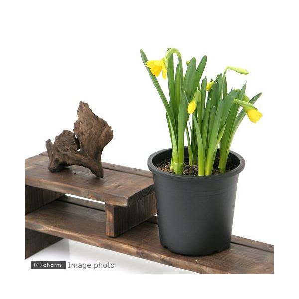 （観葉植物）　ガーデニング　花　苗　鉢花　スイセン　テタテート　テータテート　水仙　Narcissus　ヒガンバナ科スイセン属　ナルキッスス属　20140129　ＨＴ　育て方　育成方法　栽培方法　観葉植物　restock　kaijyo　re...